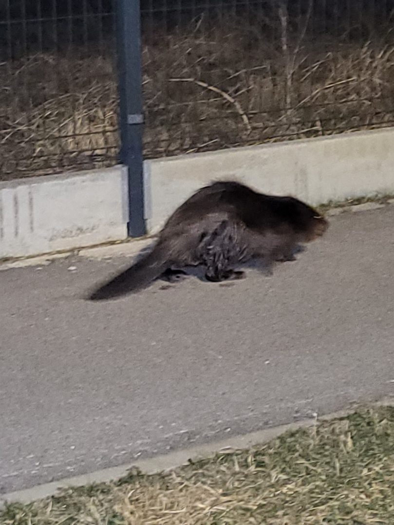 Dabar u Čakovcu: Kod LTH čitatelj snimio dabra