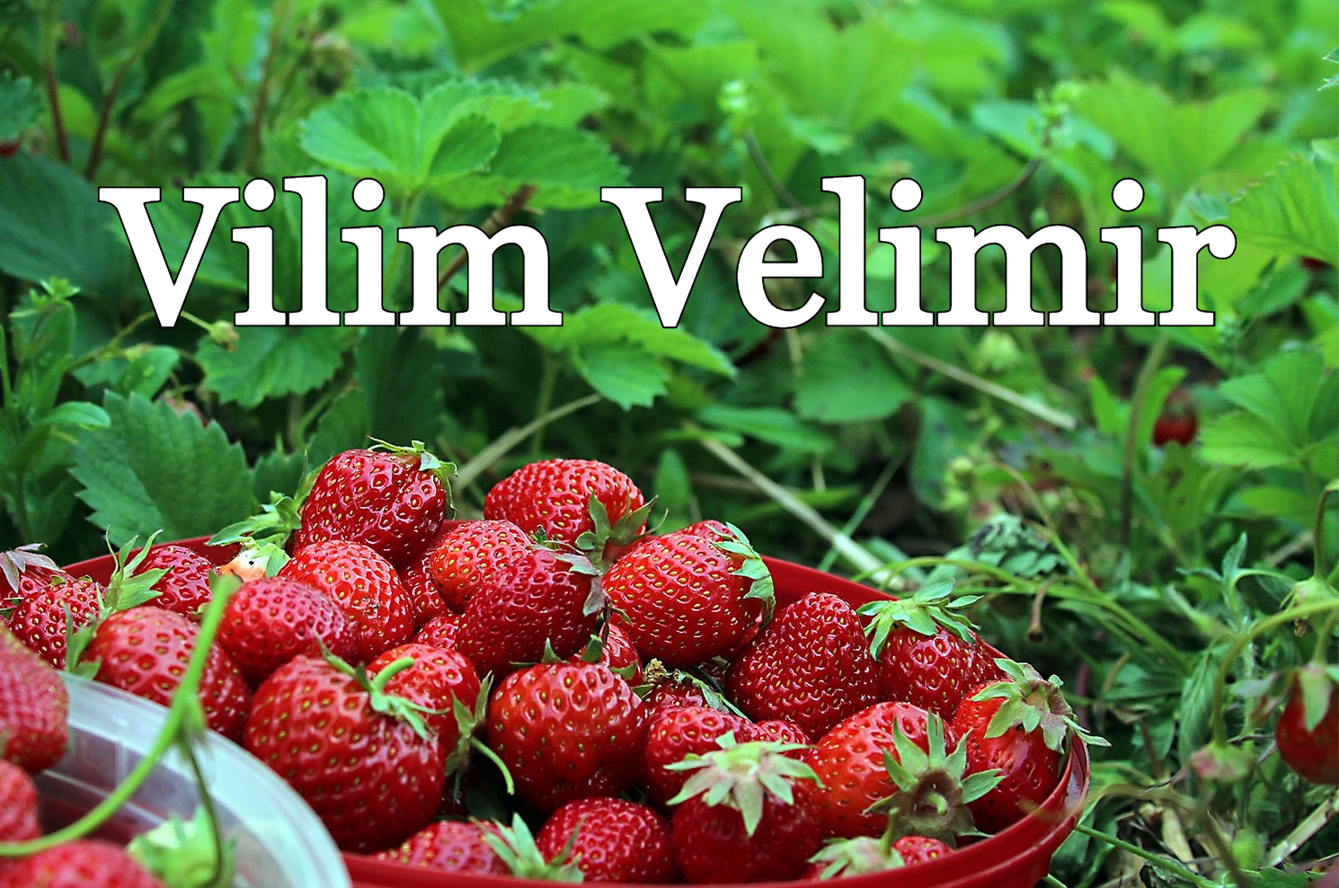 Vilim i Velimir danas slave svoj imendan!