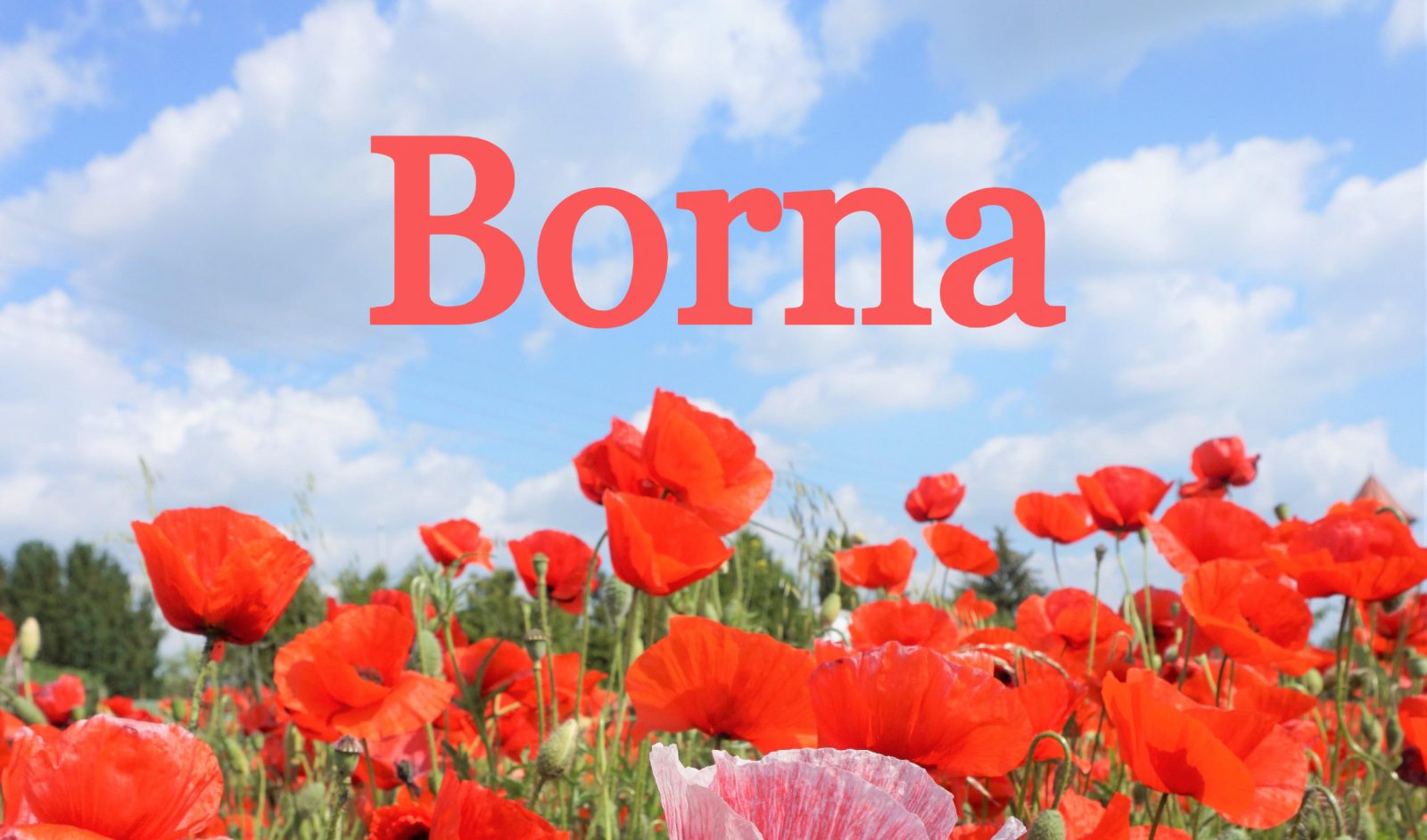 Danas svoj imendan slavi Borna!