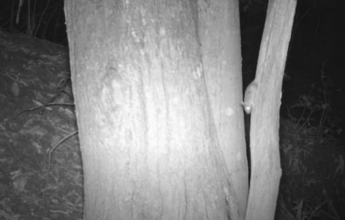 Što je sova vidjela #24 - Mali šumski miš