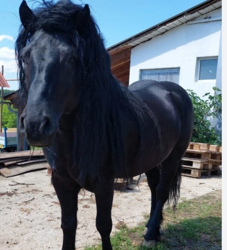 Udruga Međimurec traži novi dom za 4 međimurska konja