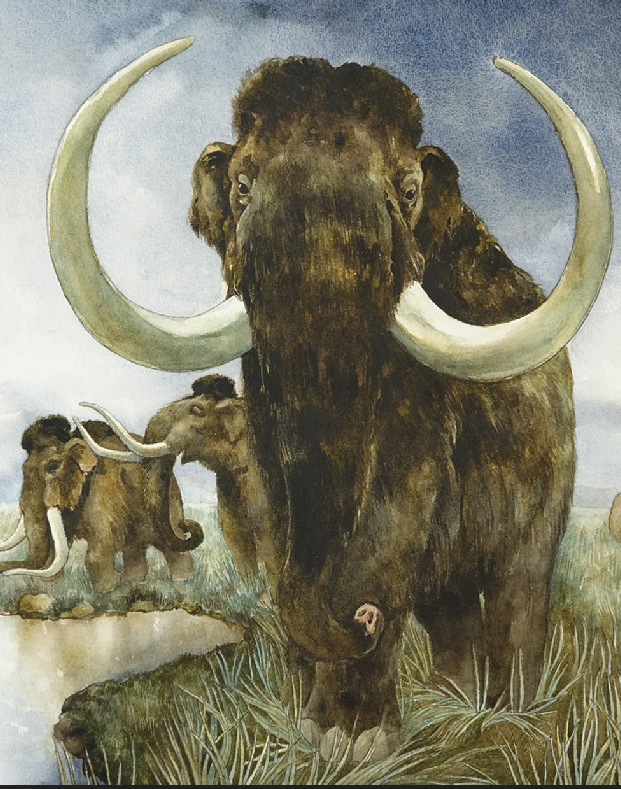 Muzej Međimurja Čakovec otvara izložbu o mamutima