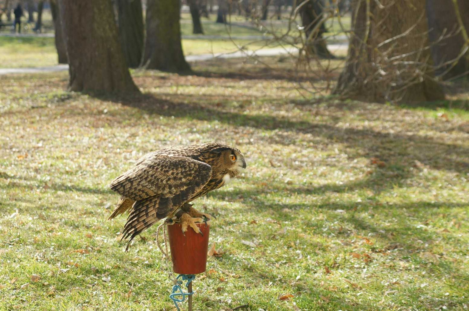 Predivne ptice grabljivice