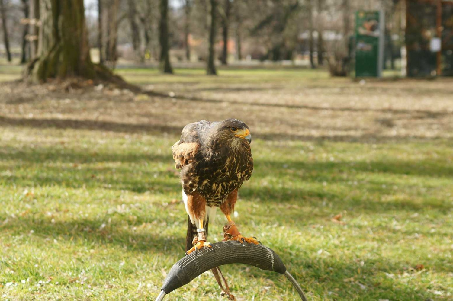 Predivne ptice grabljivice